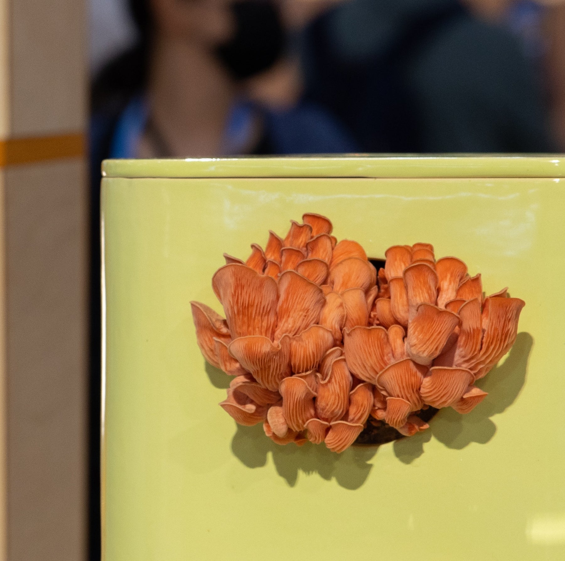 GUS Ceramic Mushroom Planter – Good Growing